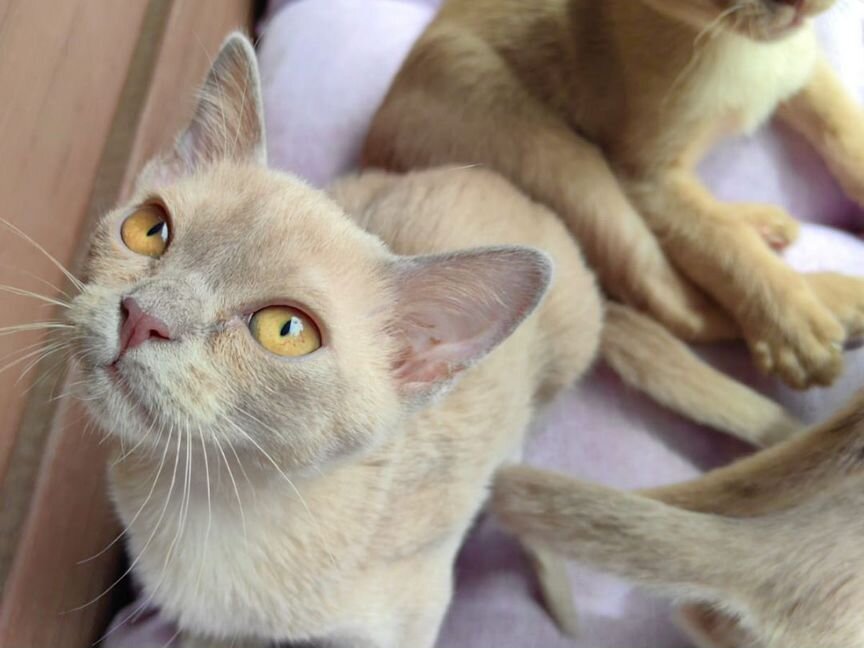 Котята европейской бурмы,Бурманская порода