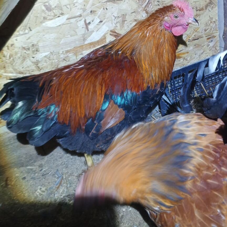 Молодые кучинские петухи