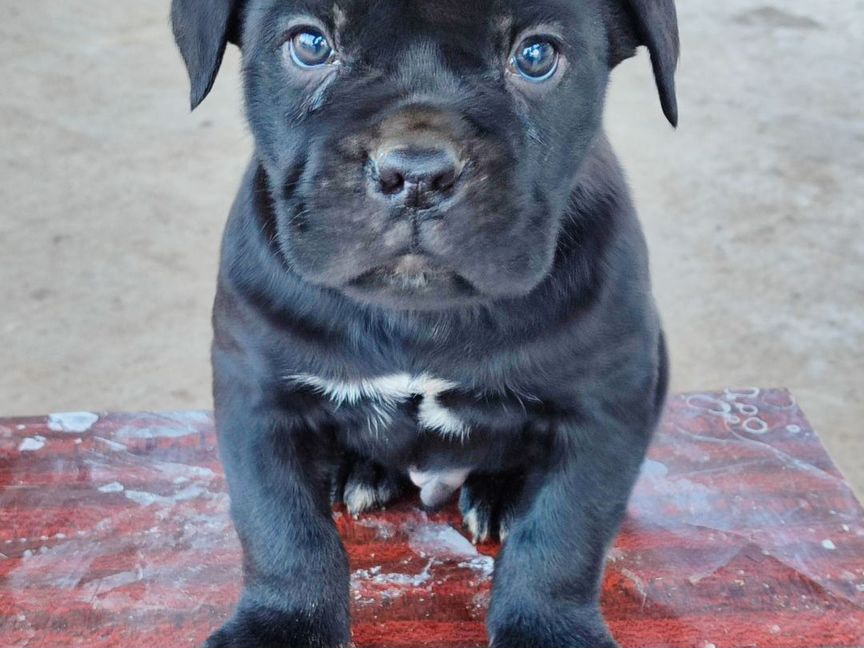 Щенки кане корсо