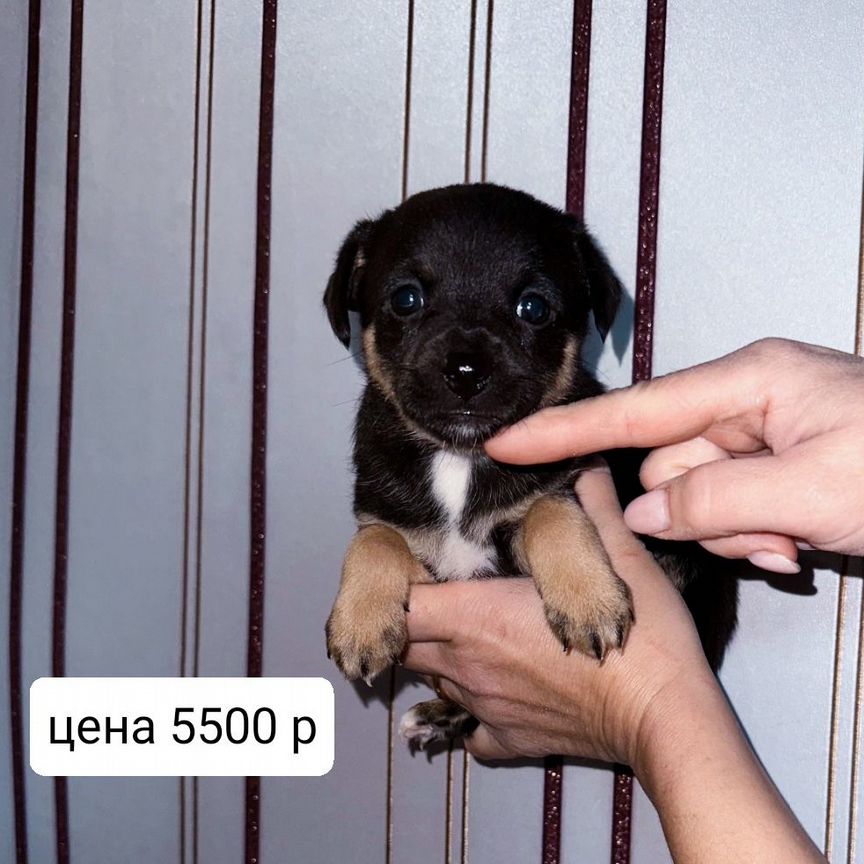 Крошки на ладошке