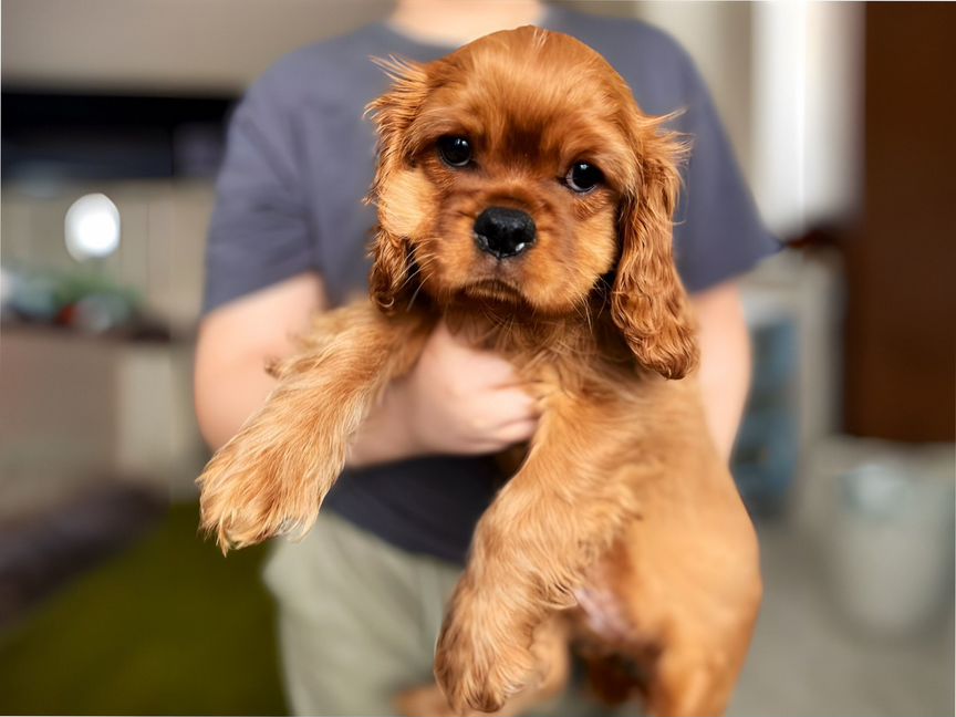 Щенки кавалер кинг чарльз спаниель