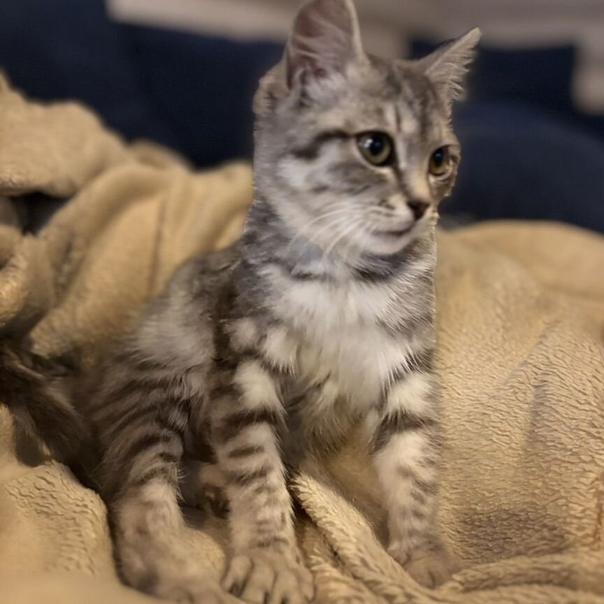 Кошечка ищет дом