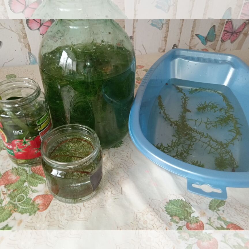 Водоросли для аквариума