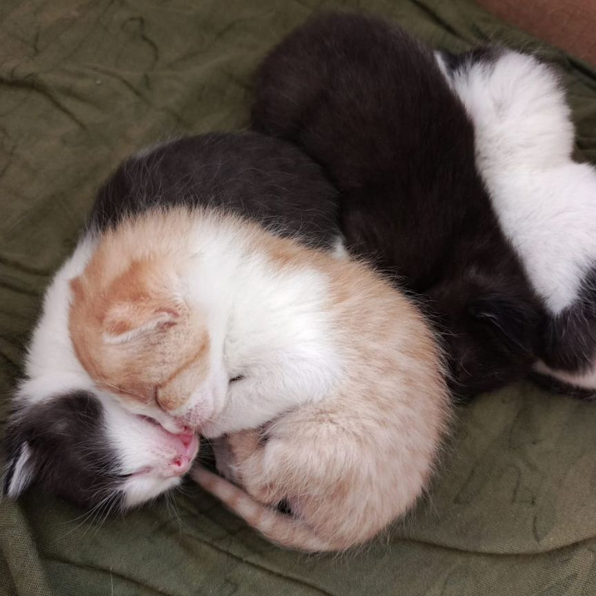 Котята отдам в добрые руки бесплатно