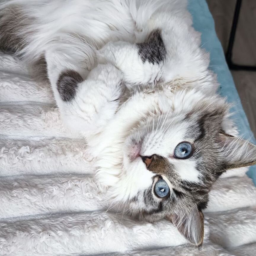 Невская маскарадная, взрослая кошка