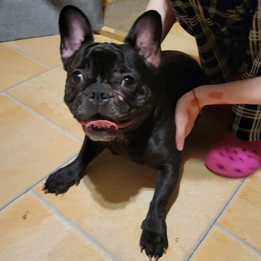 Французский бульдог, щенок