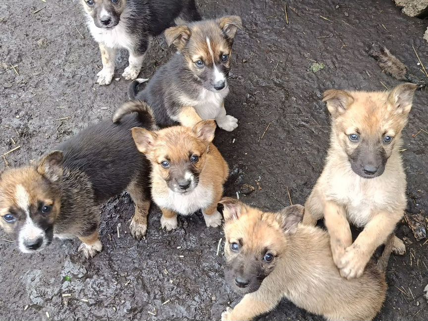 Щенки маленькой дворняжки