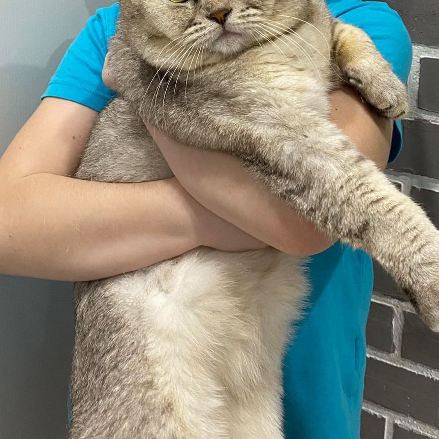 Шотландский вислоухий кот