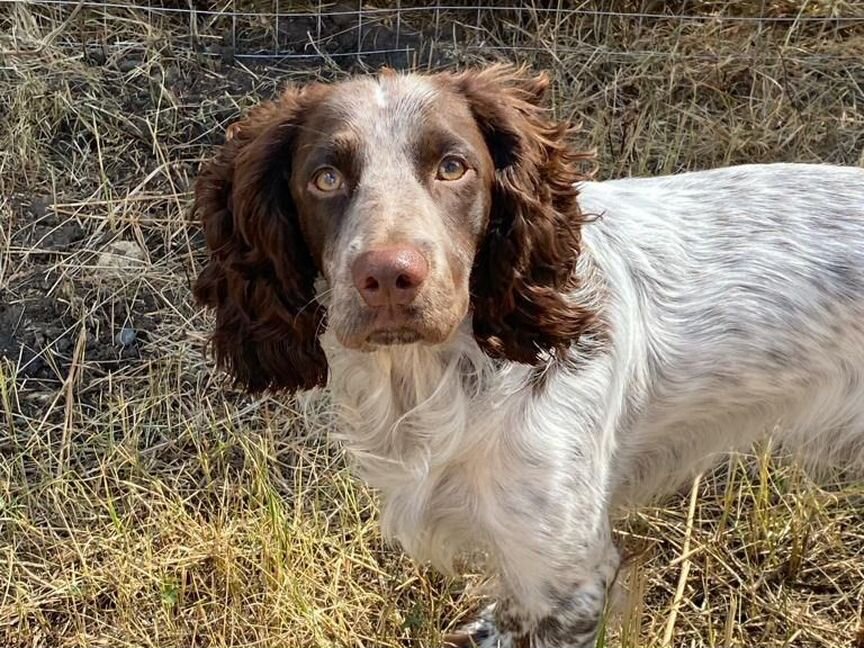 Русский охотничий спаниель. Вязка