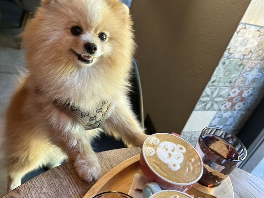 Шпиц на вязку