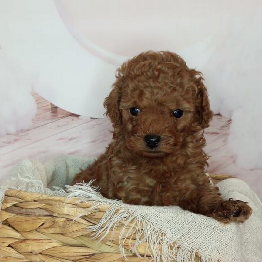 Пудель, щенок