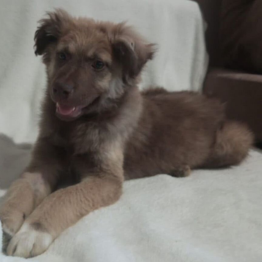 Щенок в добрые руки