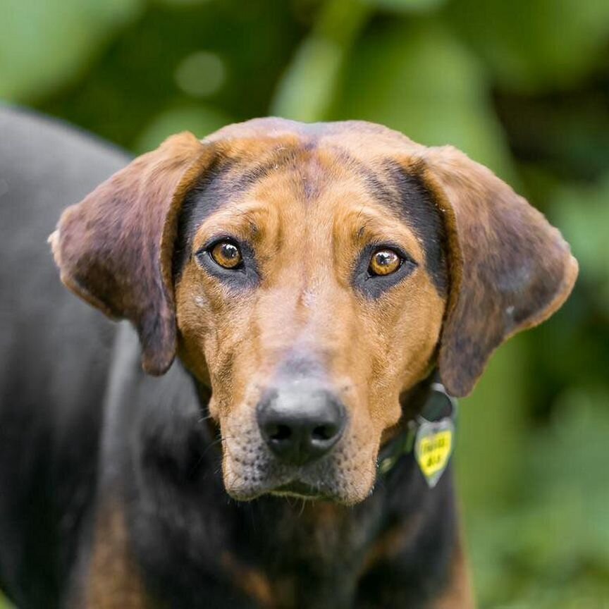 Пёс для охраны И просто друг