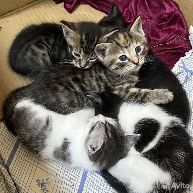Пять котят в добрые руки