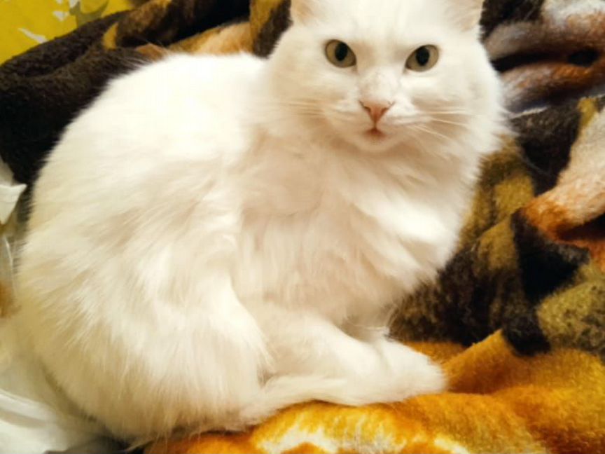 Отдам в добрые руки кошечку