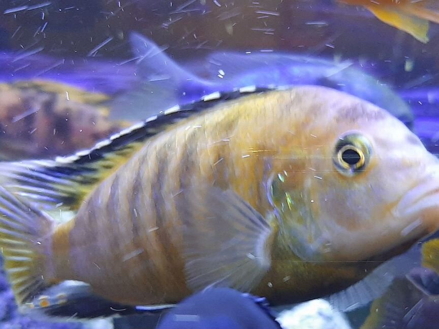 Рыбы цихлиды 2 шт