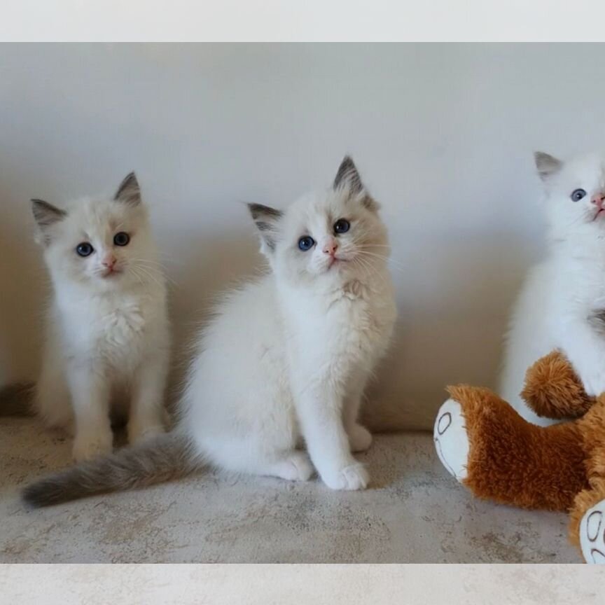 Котята рэгдолл разных возрастов и окрасов