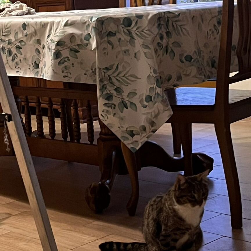 Кошечка