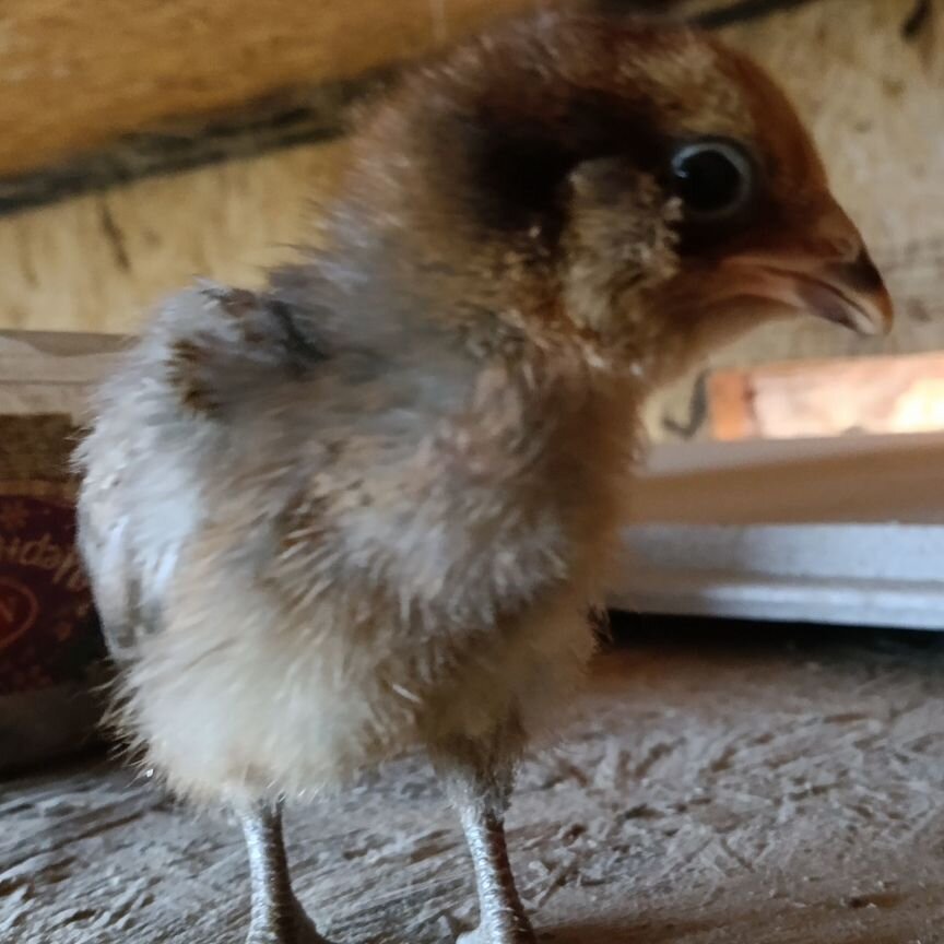 Цыплята амераукана подрощенные