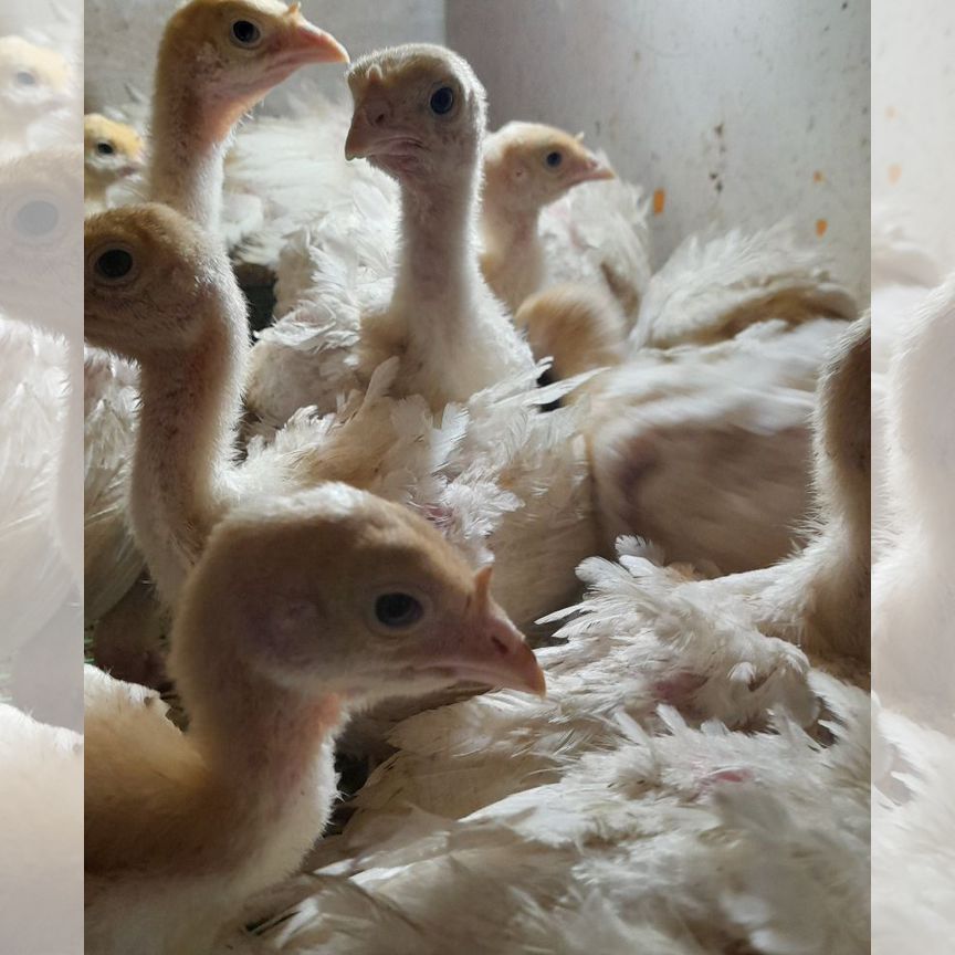 Подрощенная индейка тяжёлый кросс