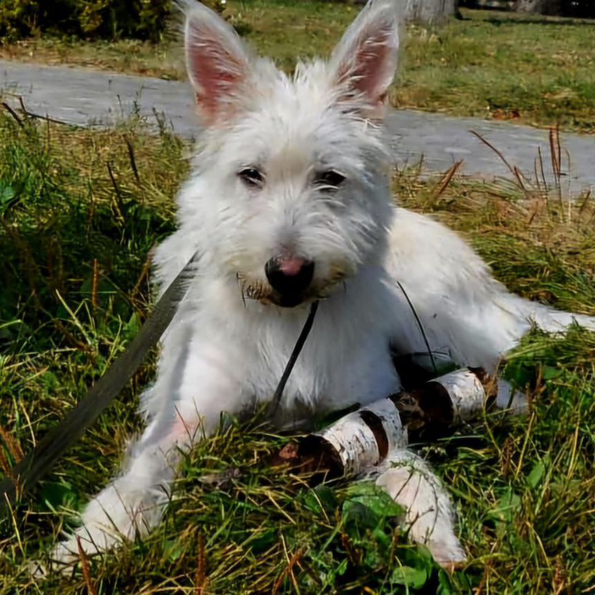 Щенок в добрые руки бесплатно