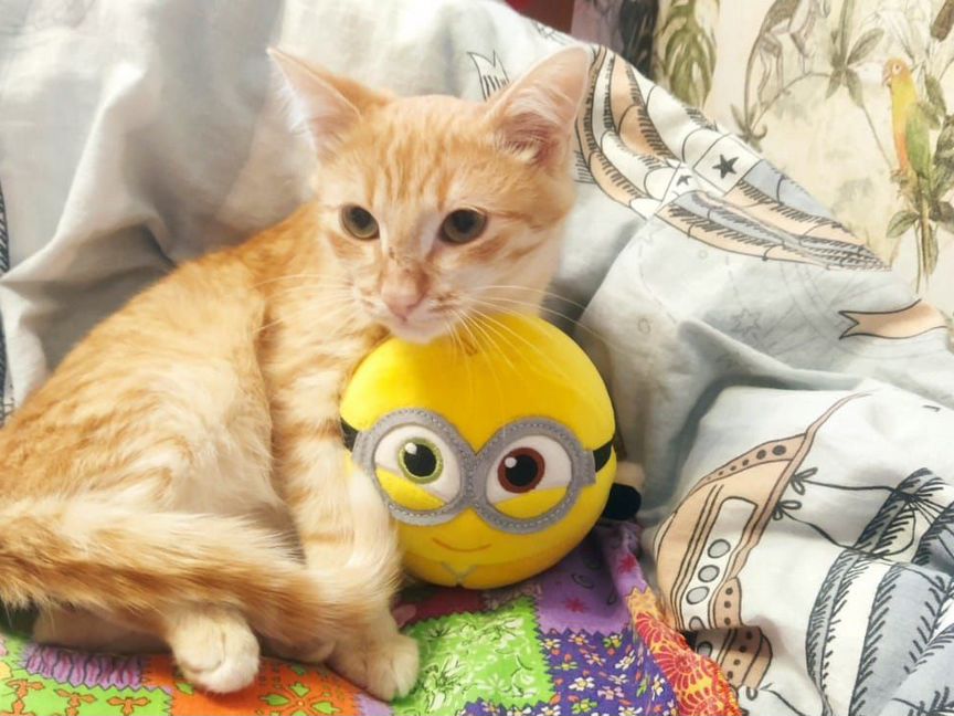 Котёнок