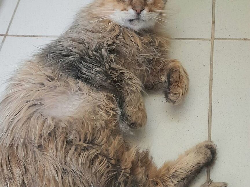 Котик Маффин