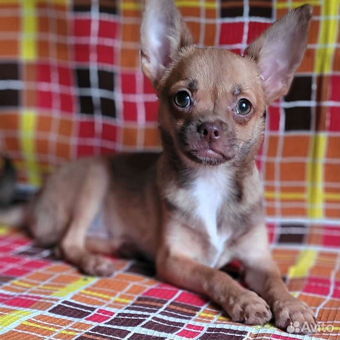 Чихуахуа г/ш рыженький мальчик