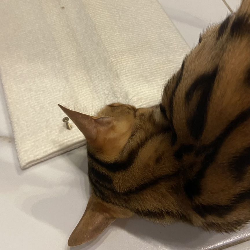 Когтеточка настенная новая в упаковке