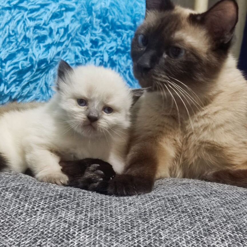Котенок тайский (девочка)