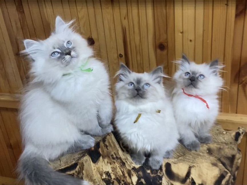 Невская маскарадная