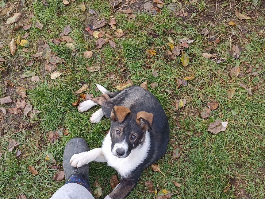 Собака в добрые руки отдам бесплатно