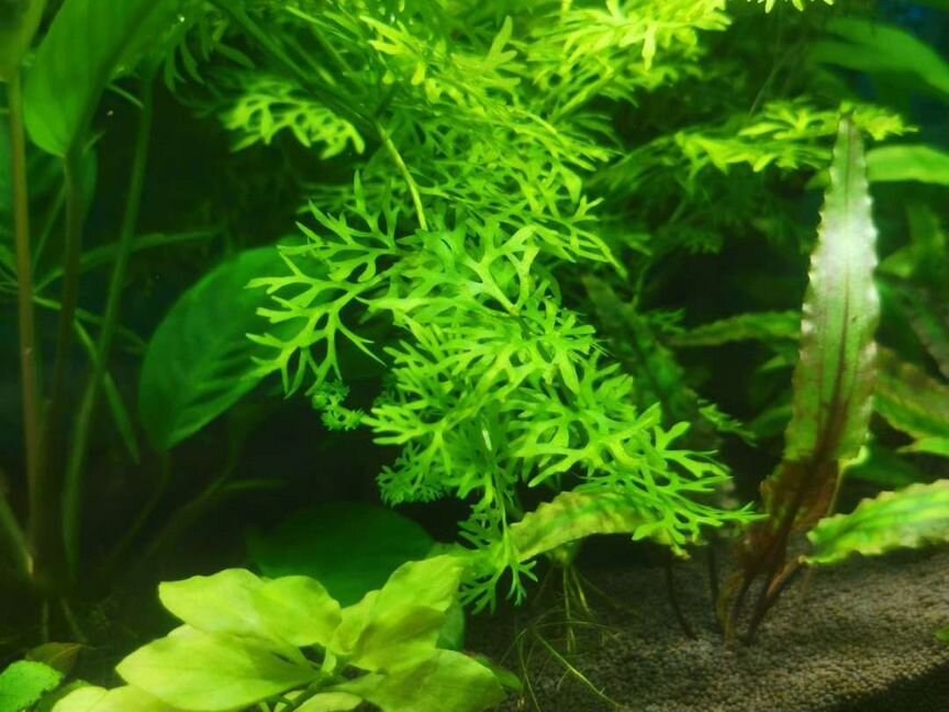 Аквариумное растение