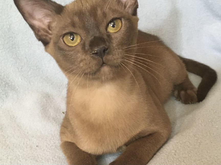 Европейская Бурма