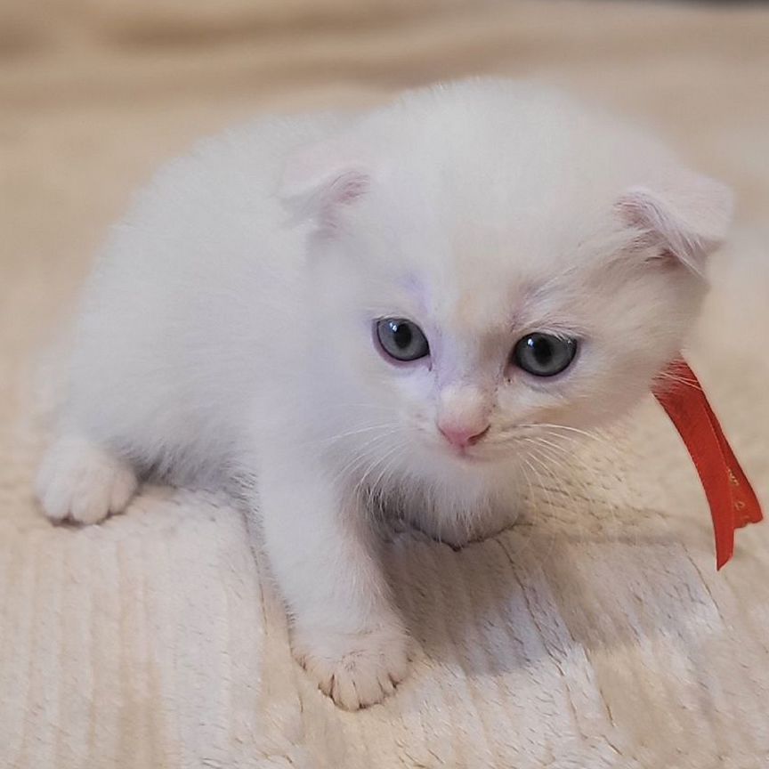 Турецкая ангора котёнок