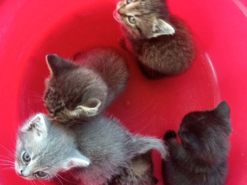 Котята ищут хозяев