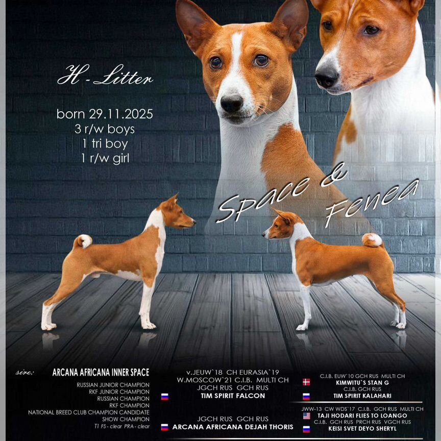 Басенджи, щенок