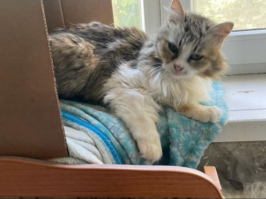 Домашний приют, кошка Маша