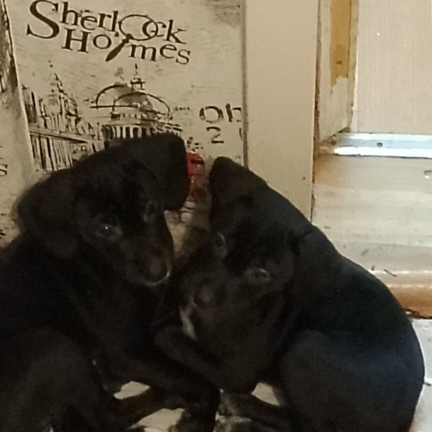 Отдам бесплатно