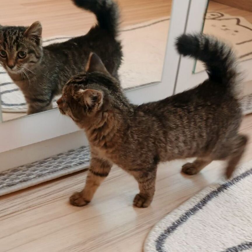 Котёнок в добрые руки