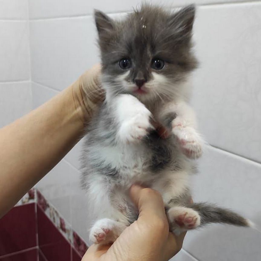 Котята