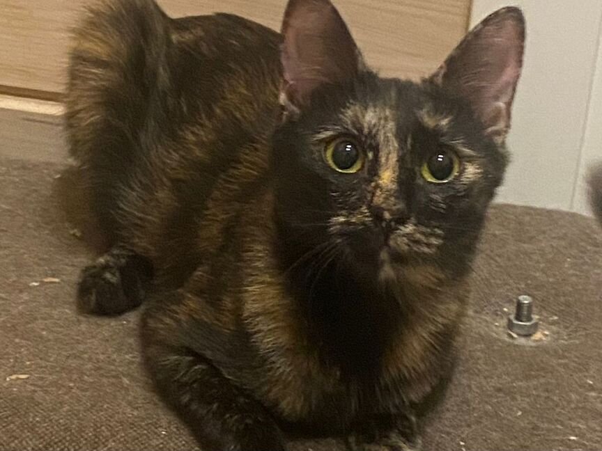 Трёхцветный котенок в добрые руки