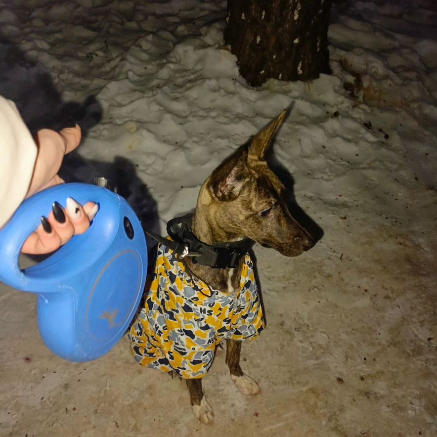 Красотка в добрые руки