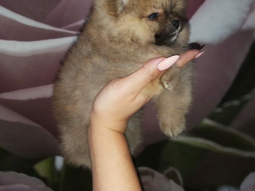 Крошка с ладошку Померанский шпиц