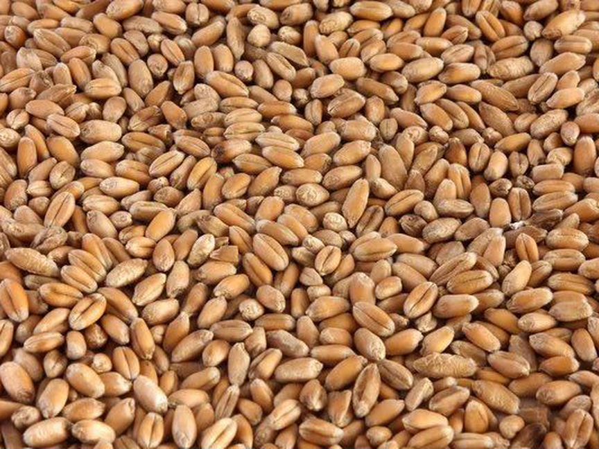 Зерно пшеница, ячмень, рожь