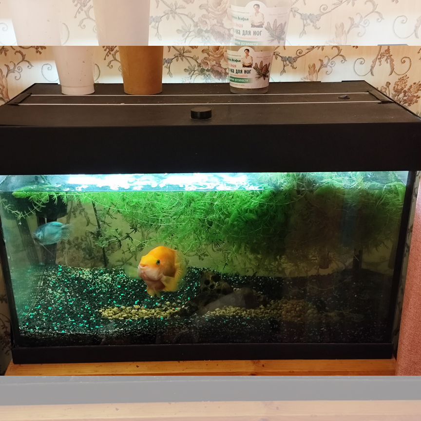 Продается, аквариум, с рыбками, полный комплект