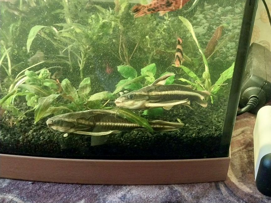 Аквариумные рыбки