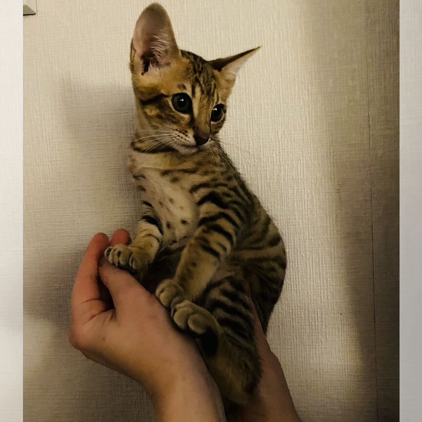 Саванна котёнок
