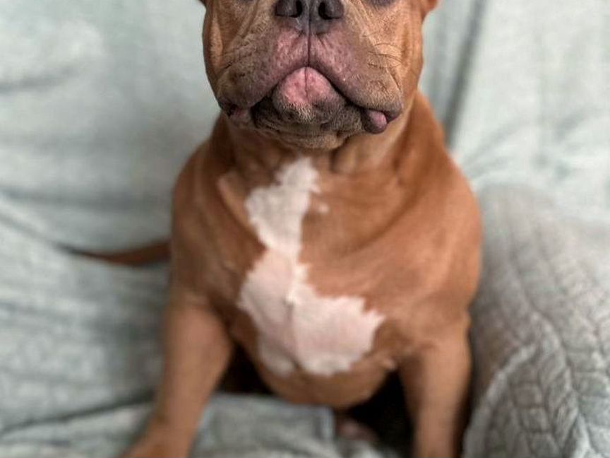 Щенки американского булли