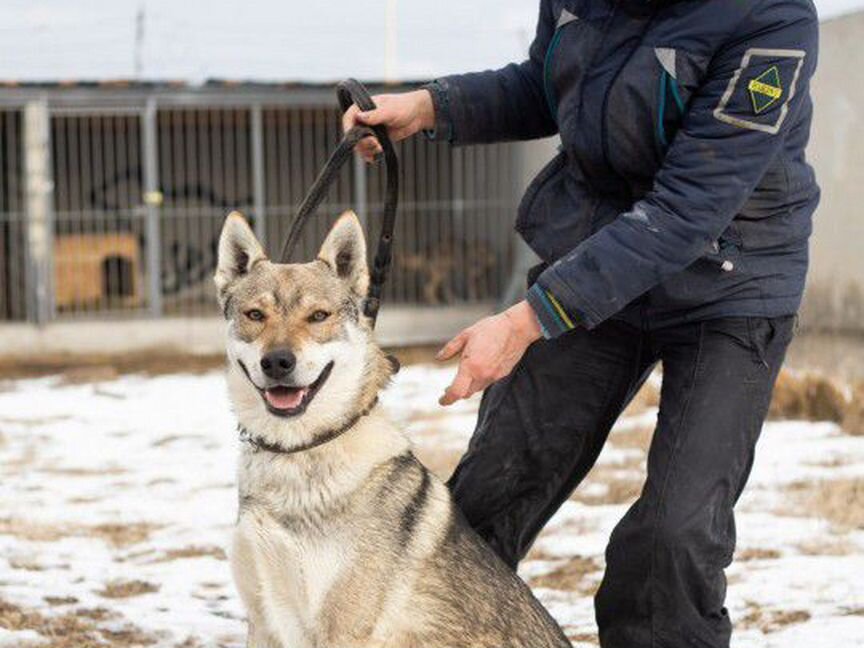 Волкособ кобель
